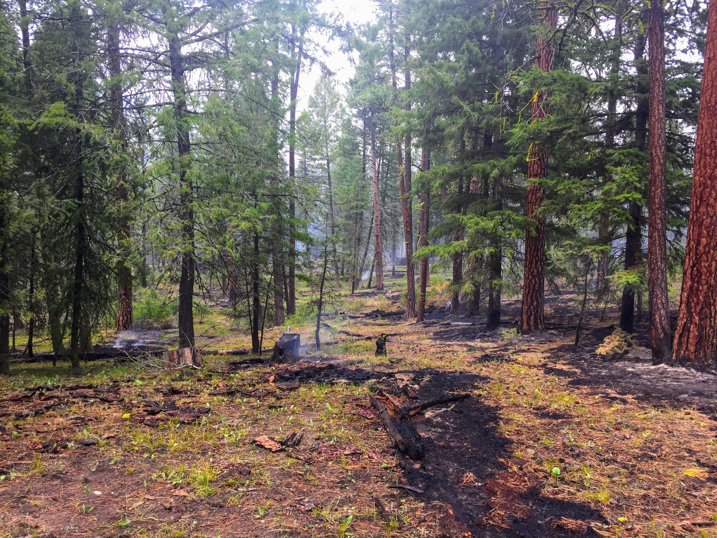 How much do you know about beneficial fire? — Sustainable Northwest