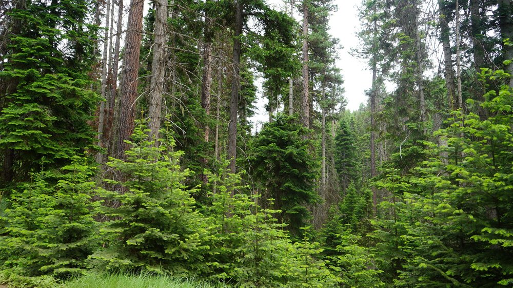 Nine things we know about conserving dry, east-side forests in the PNW ...