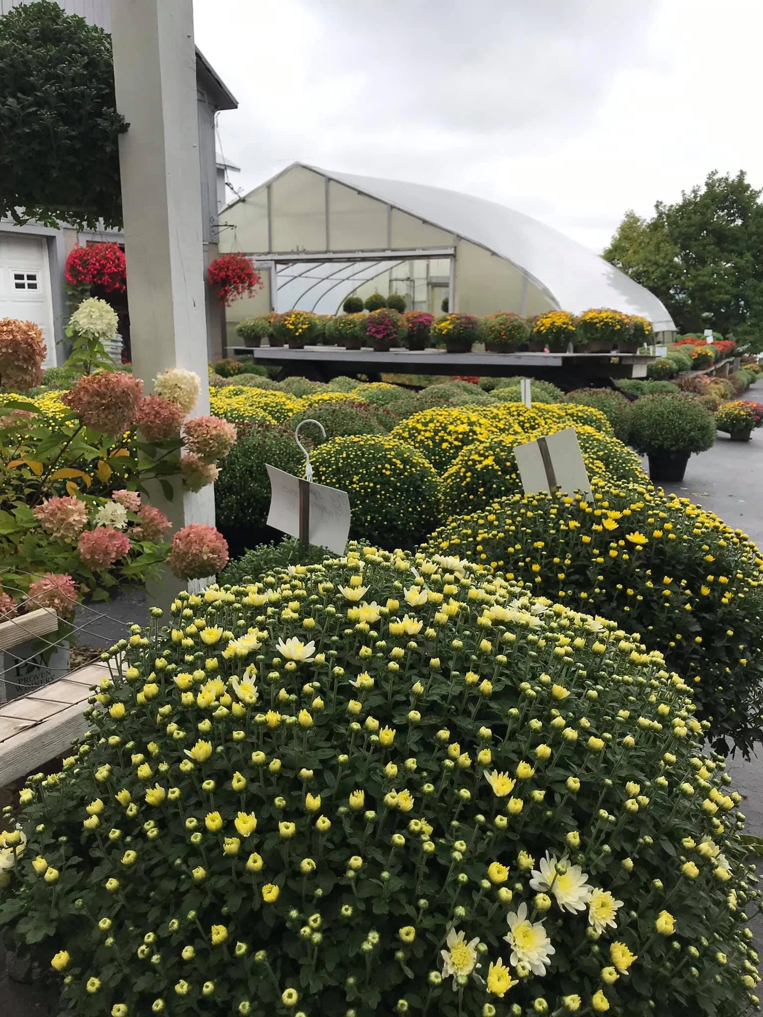 The Mum Farm
