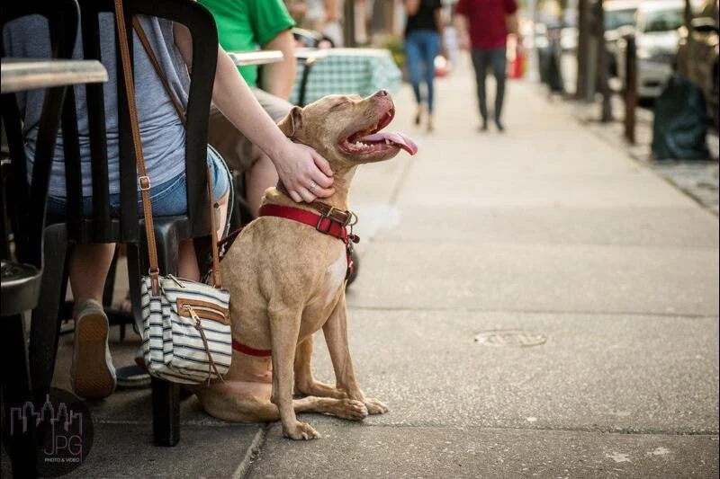 Events — Opportunity Barks