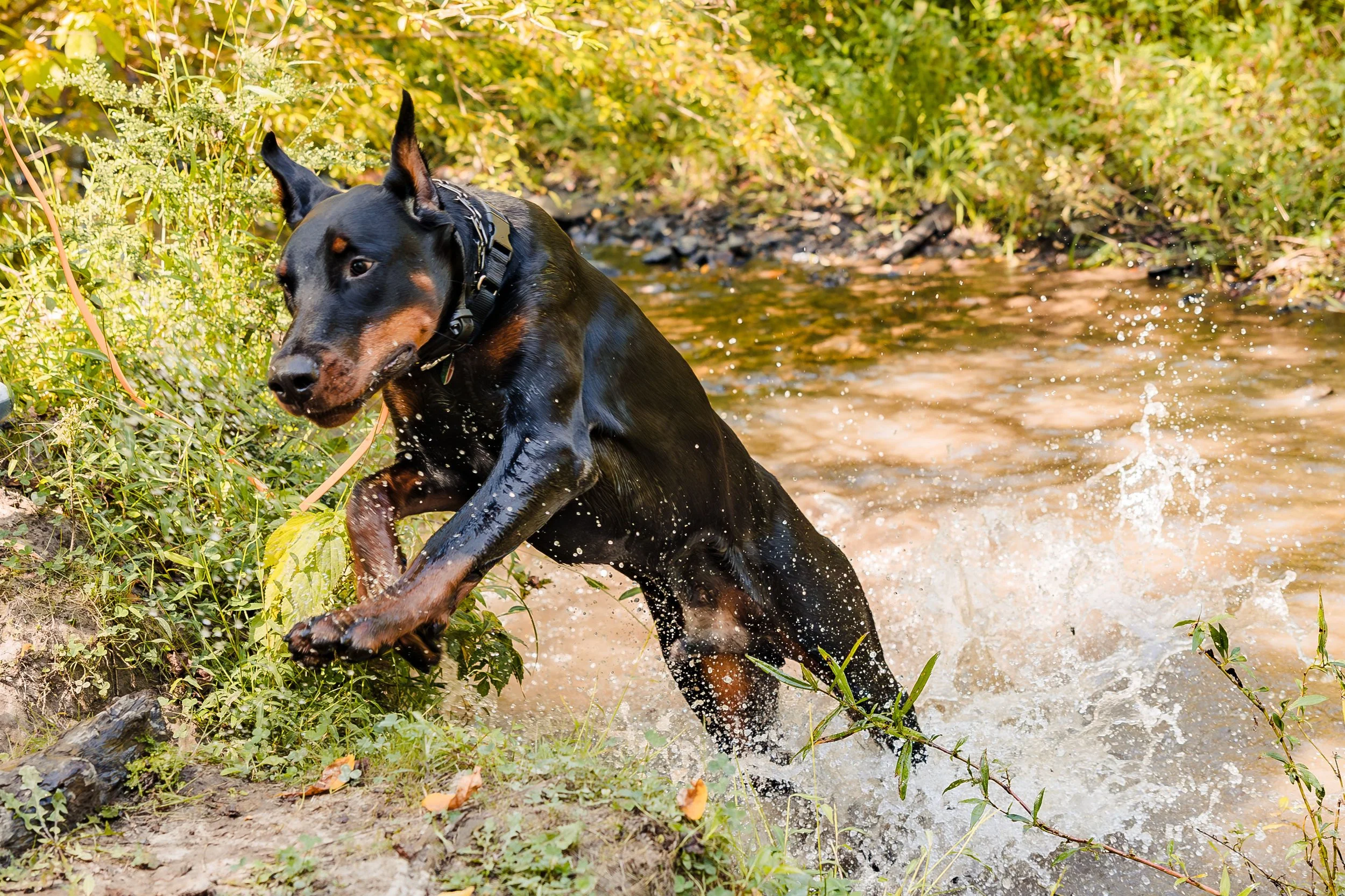 Events — Opportunity Barks