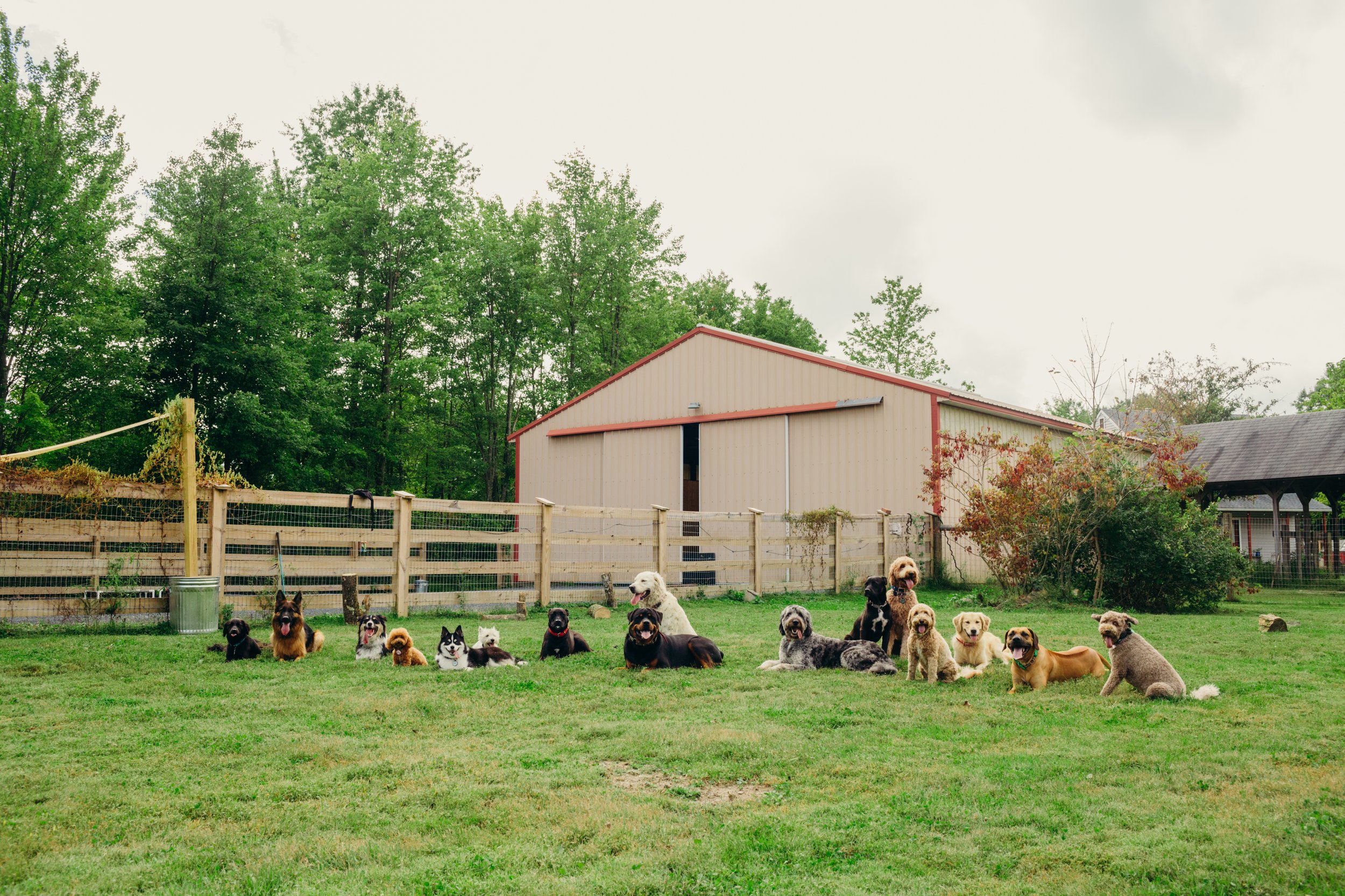 Farm Dog — Opportunity Barks