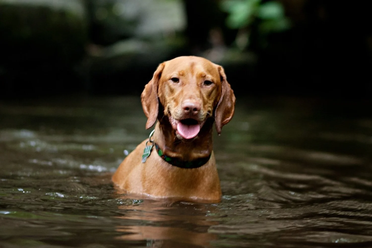 Continuing Dog Education — Opportunity Barks