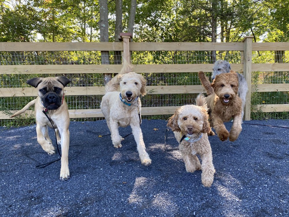 FAQs — Opportunity Barks