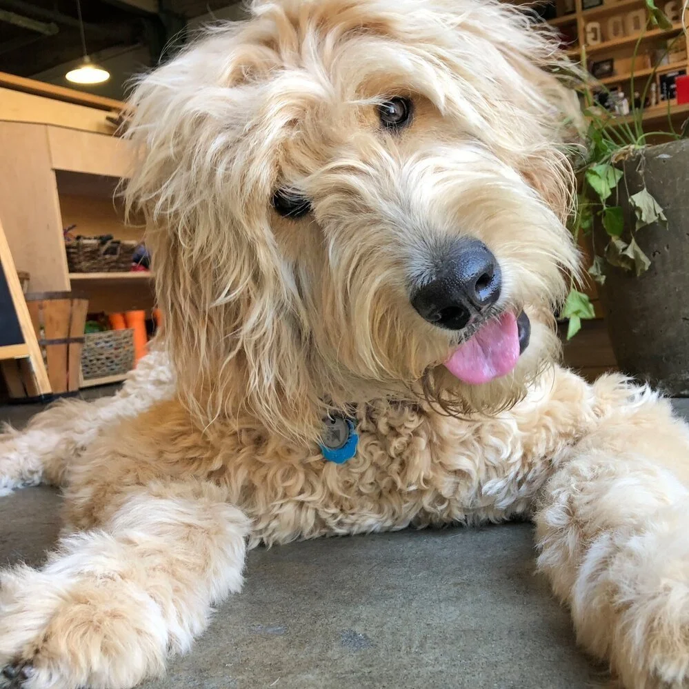 Continuing Dog Education — Opportunity Barks