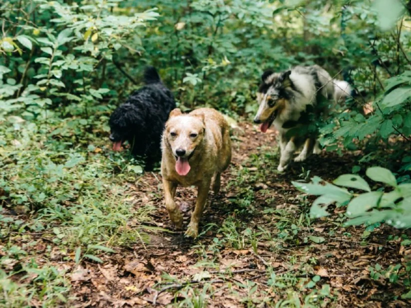 Continuing Dog Education — Opportunity Barks