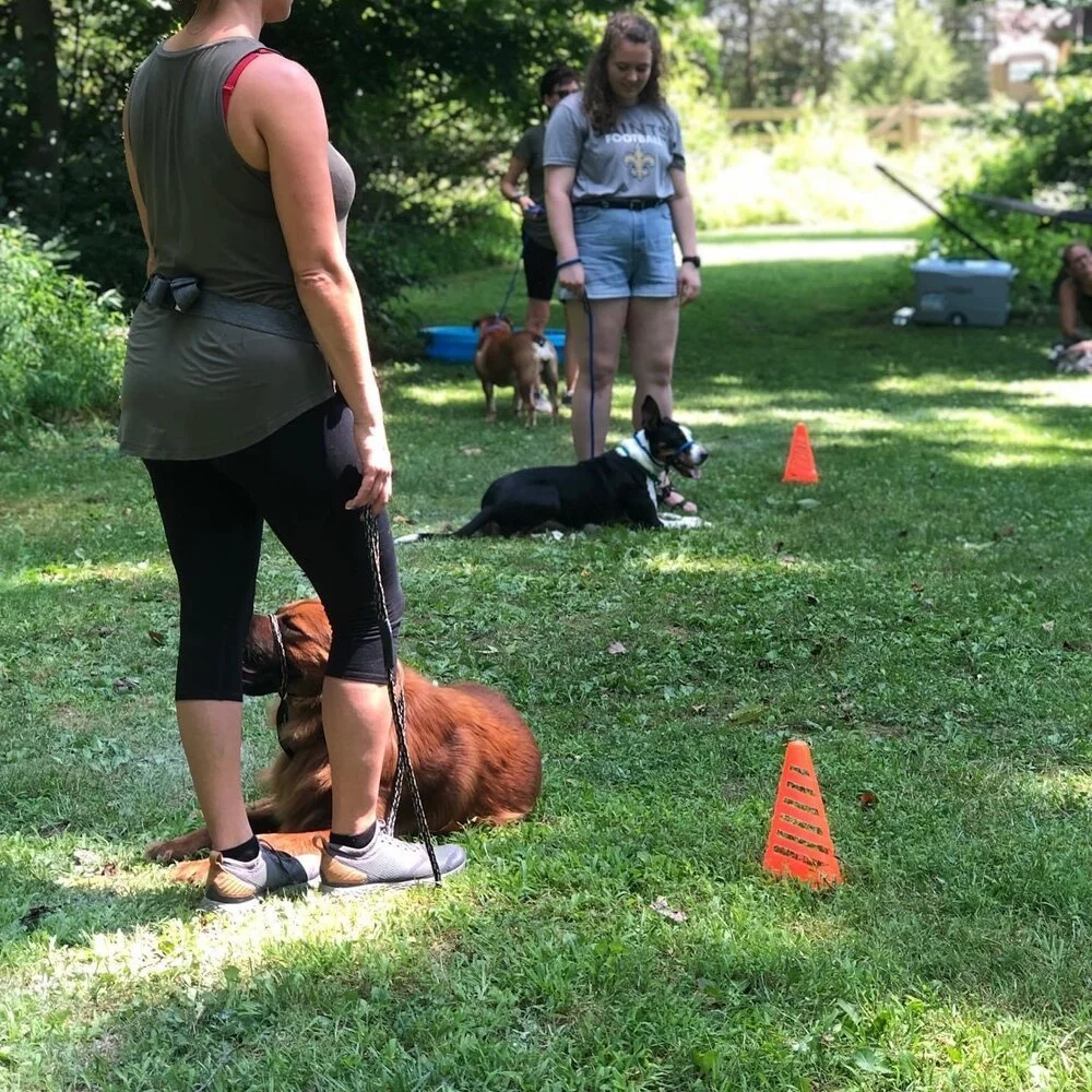 Continuing Dog Education — Opportunity Barks