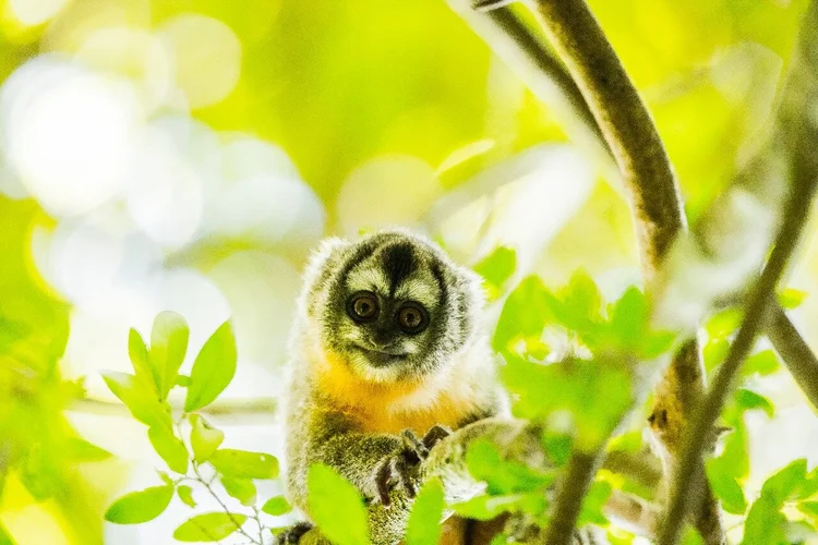 Owl Monkey Project