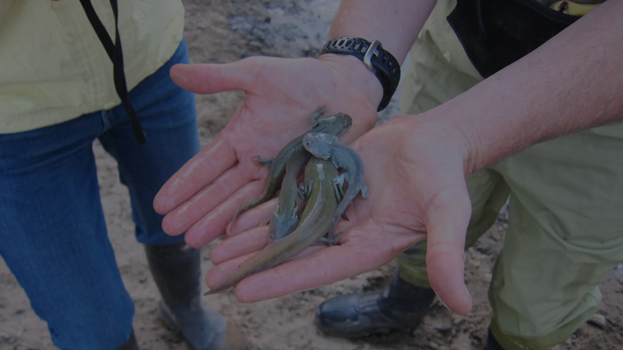 Endemic Environmental Services