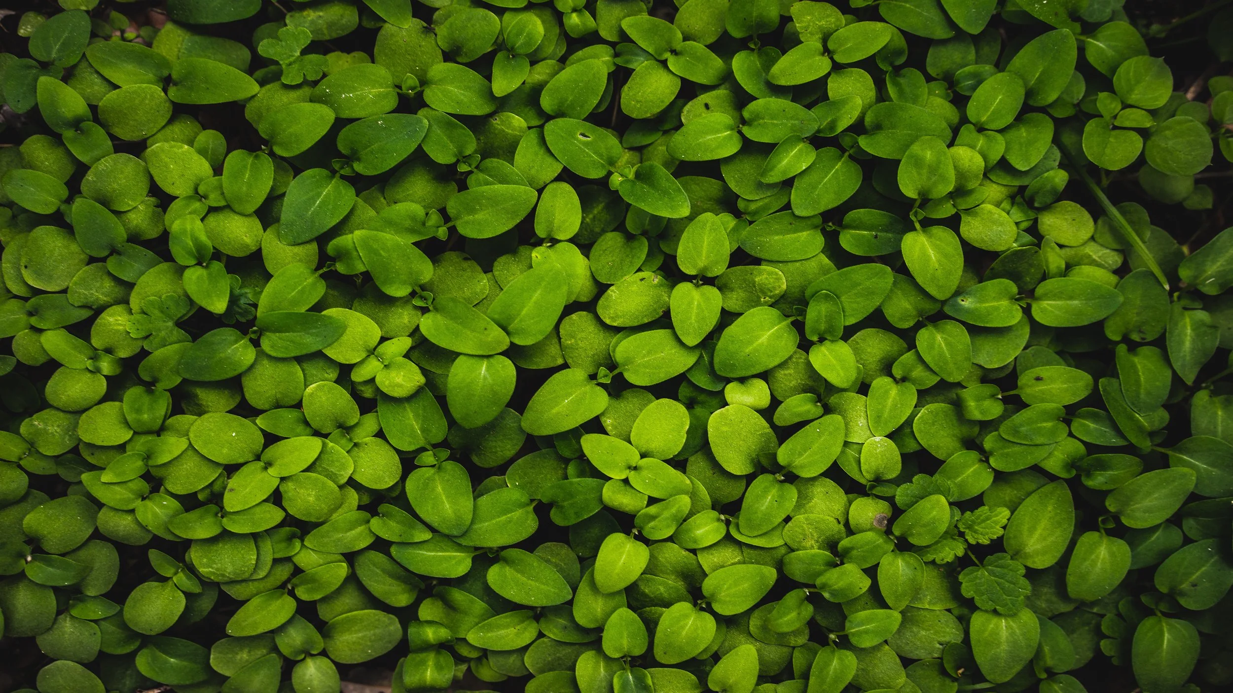 Thom Gardner Resource Library — Destiny Image