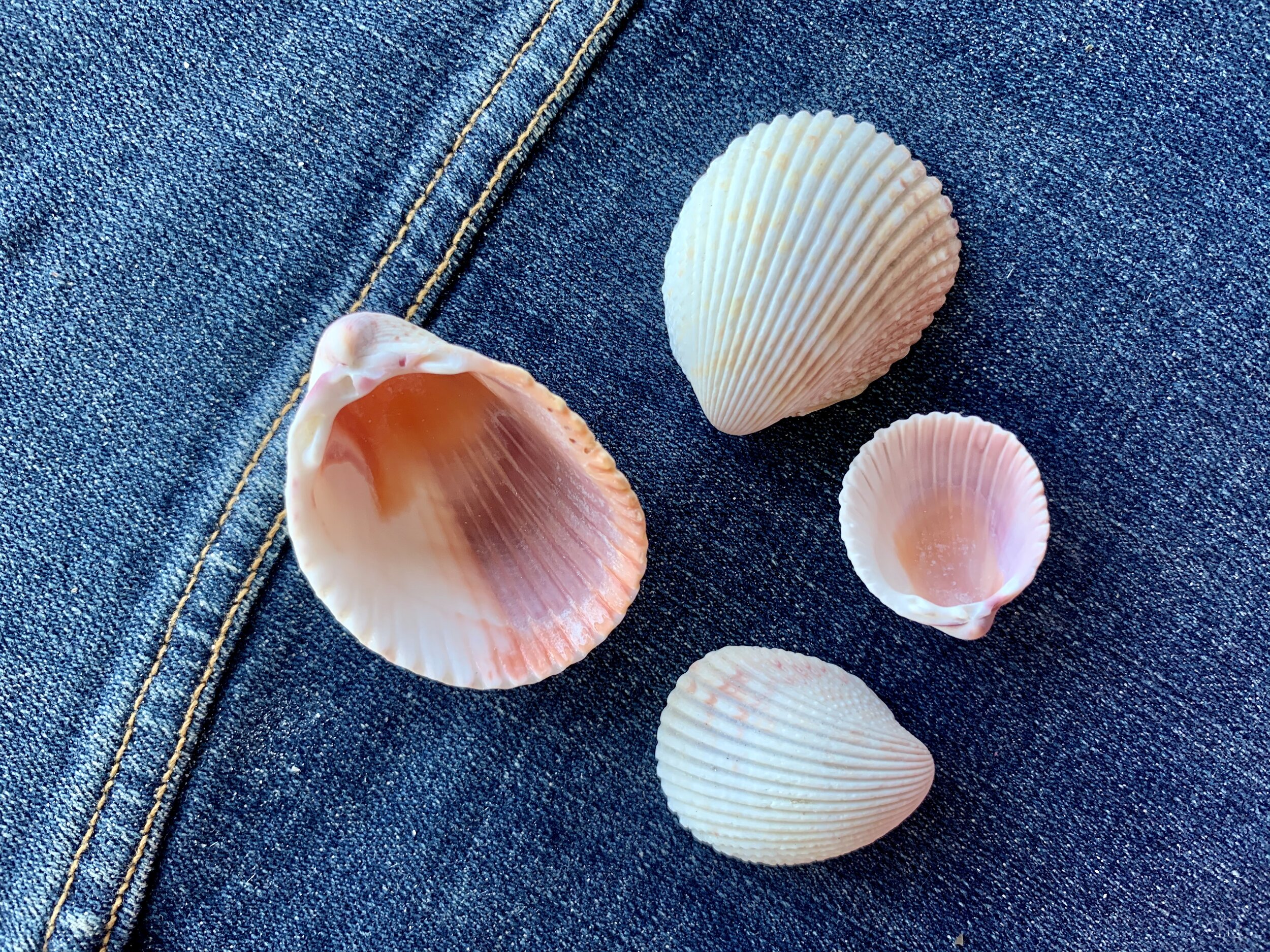 Florida Rough Pen Shell