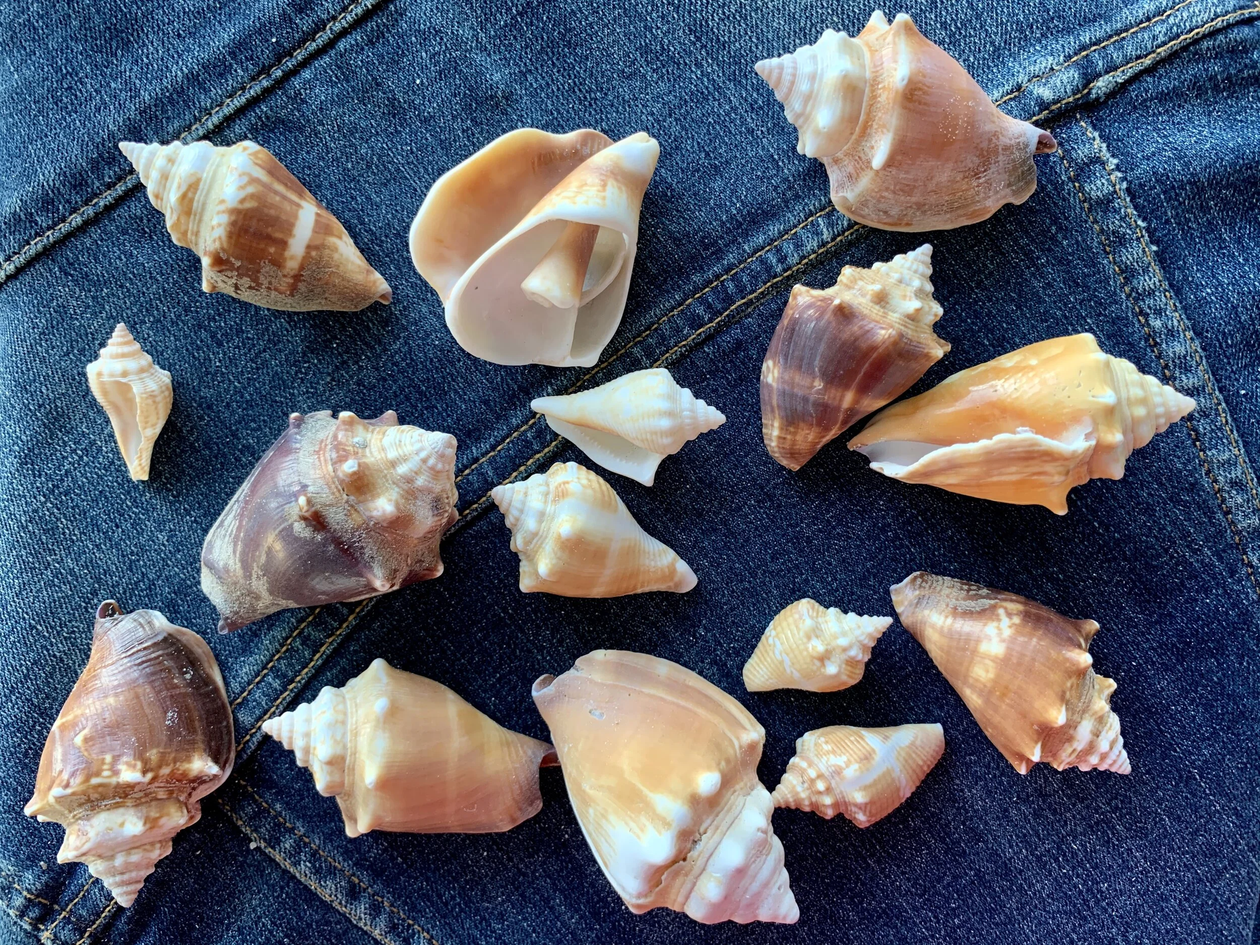 East Gulf Shells