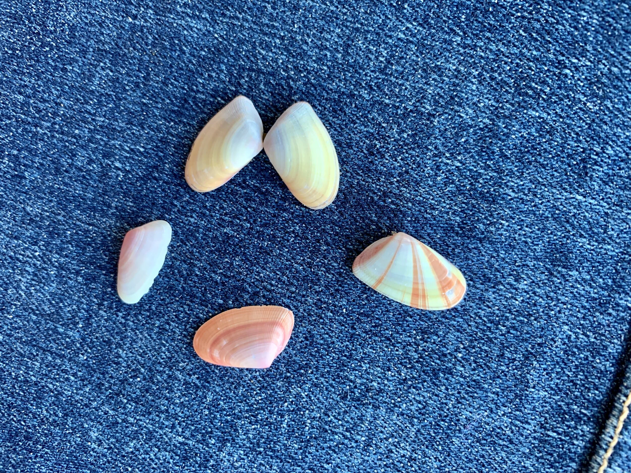 East Gulf Shells