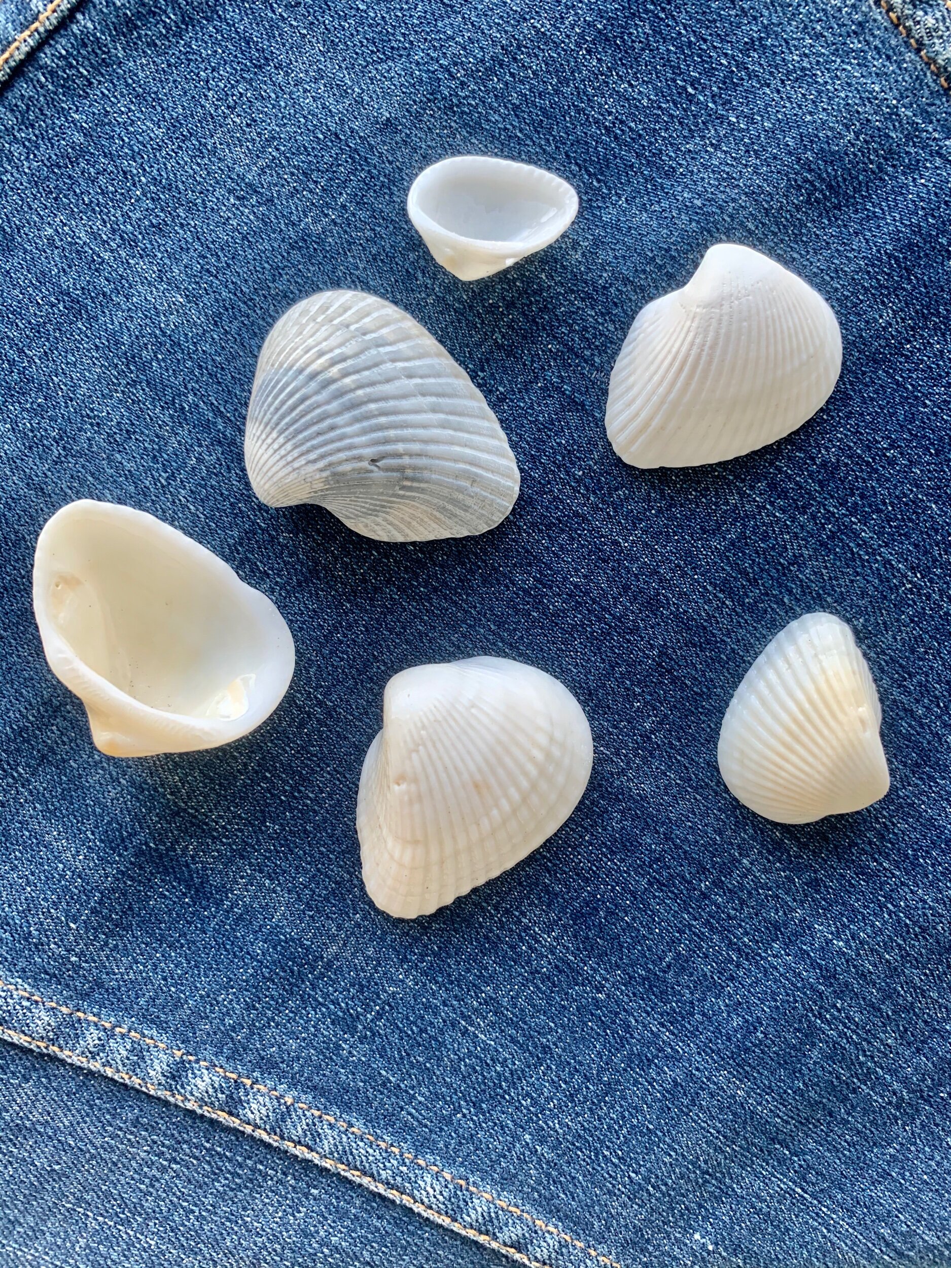 East Gulf Shells