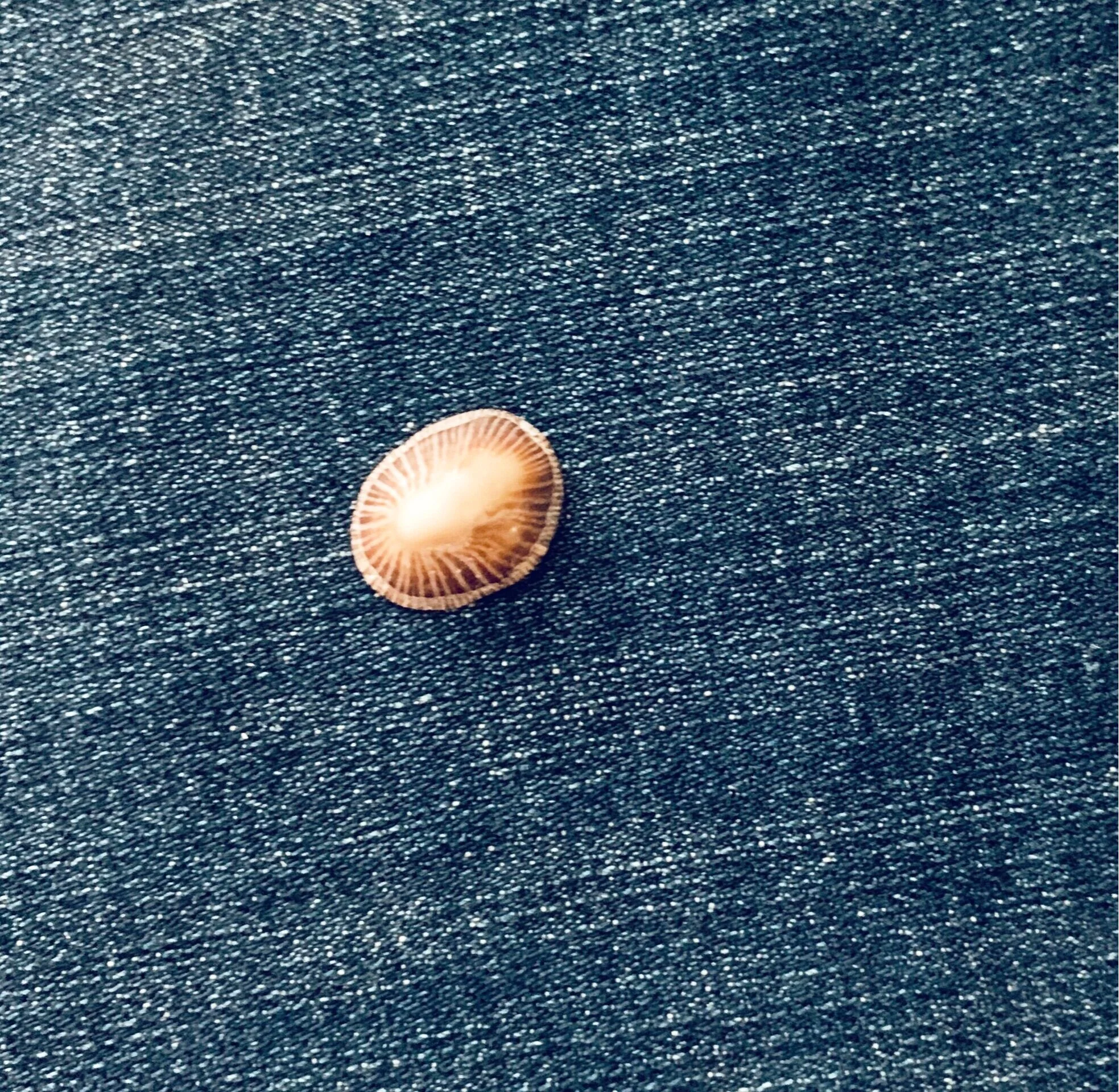 East Gulf Shells