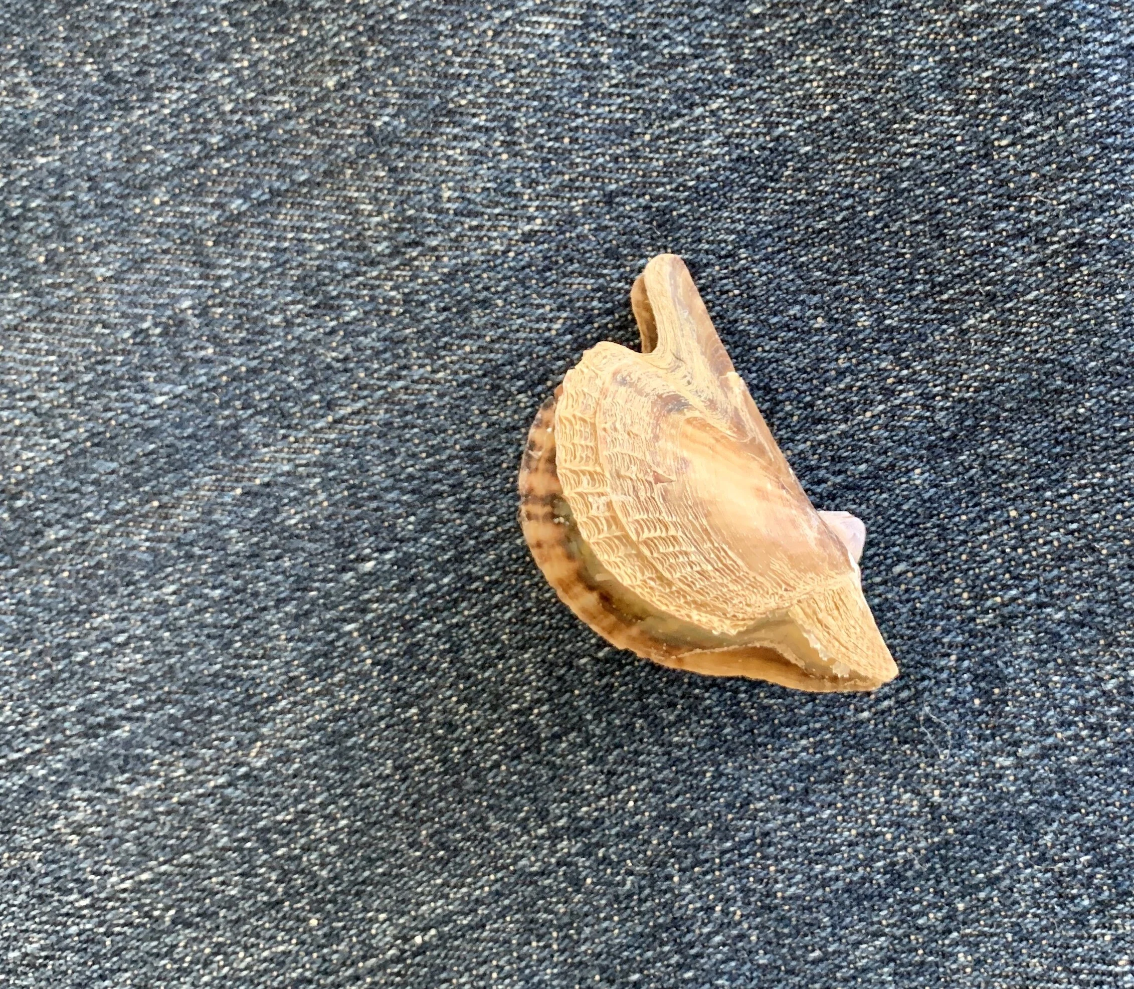 East Gulf Shells