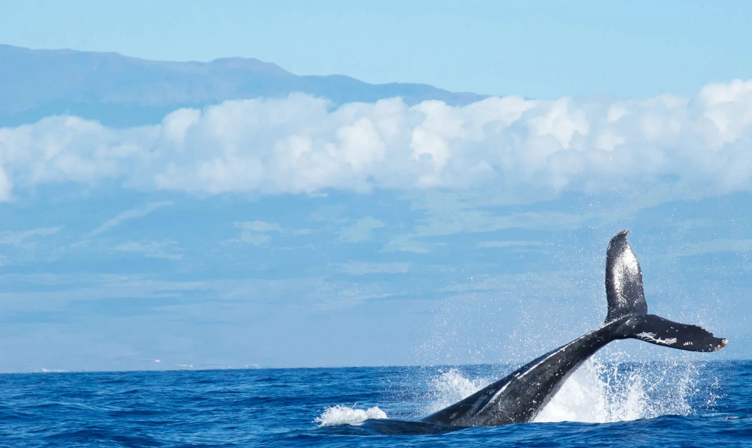 The Sag Harbor Whaling and Historical Museum