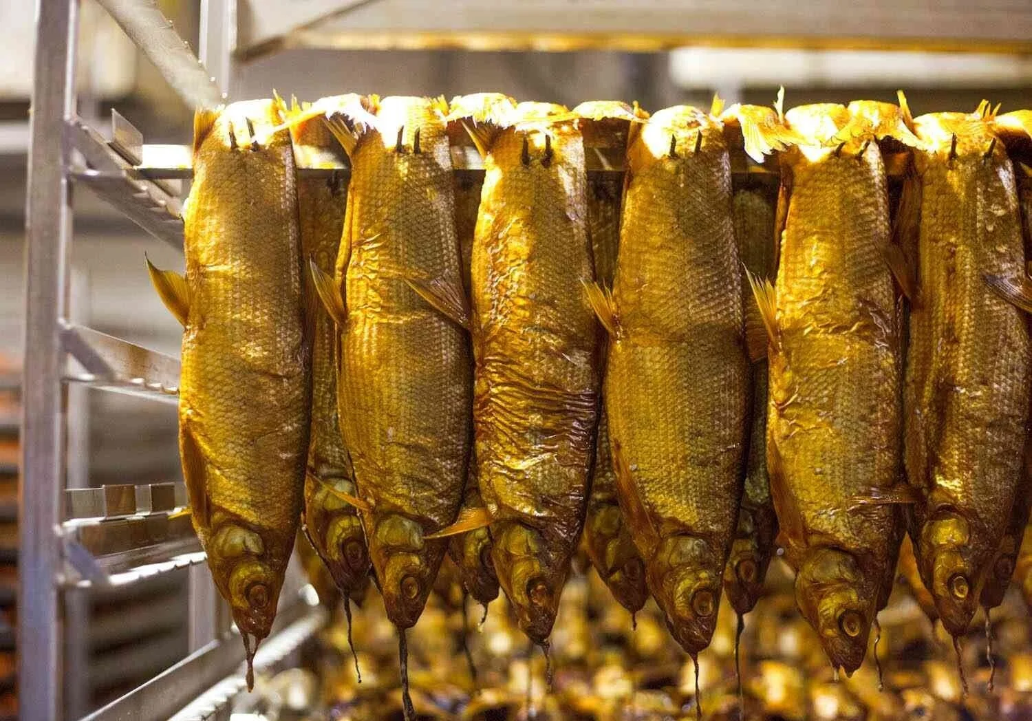 All About Whitefish
