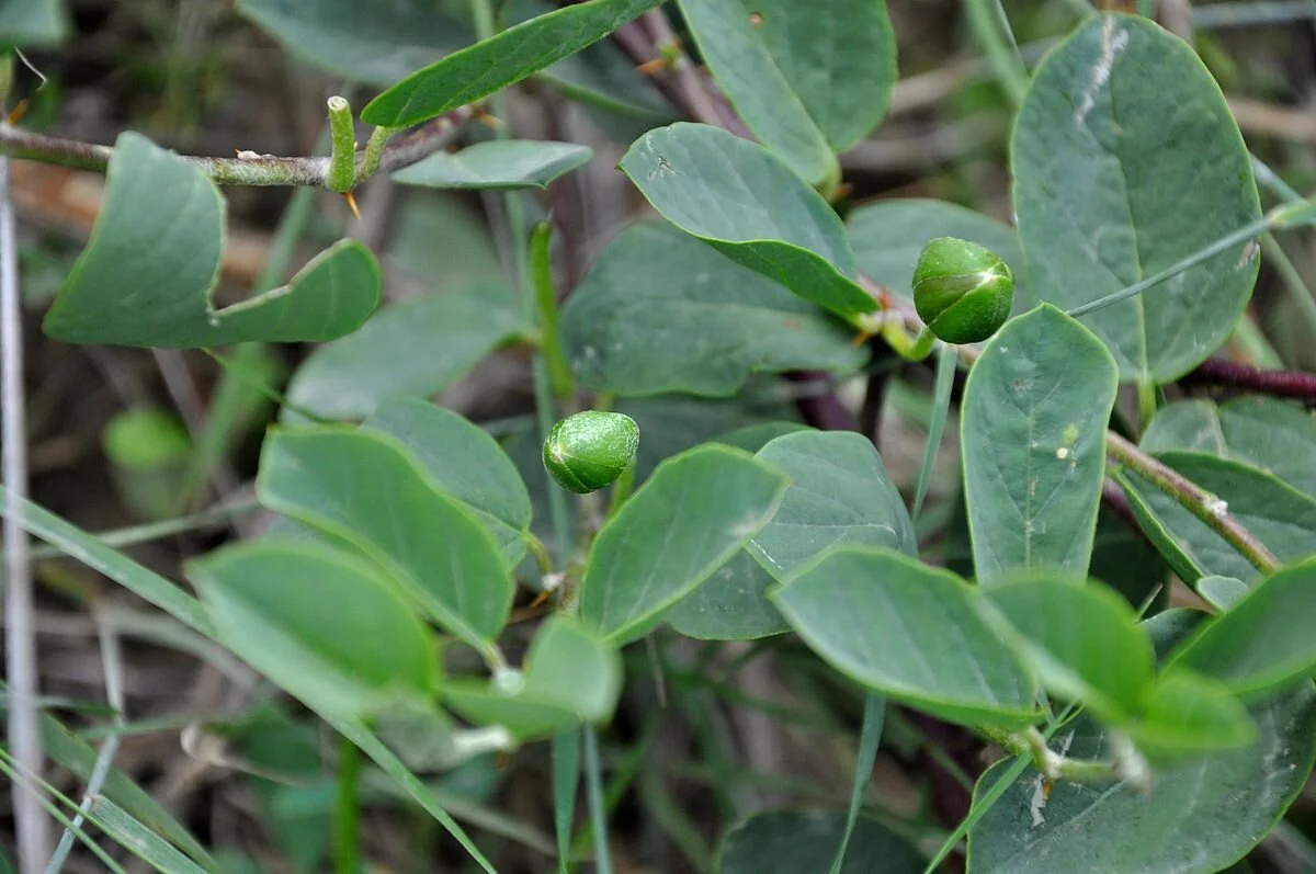 What are Capers?