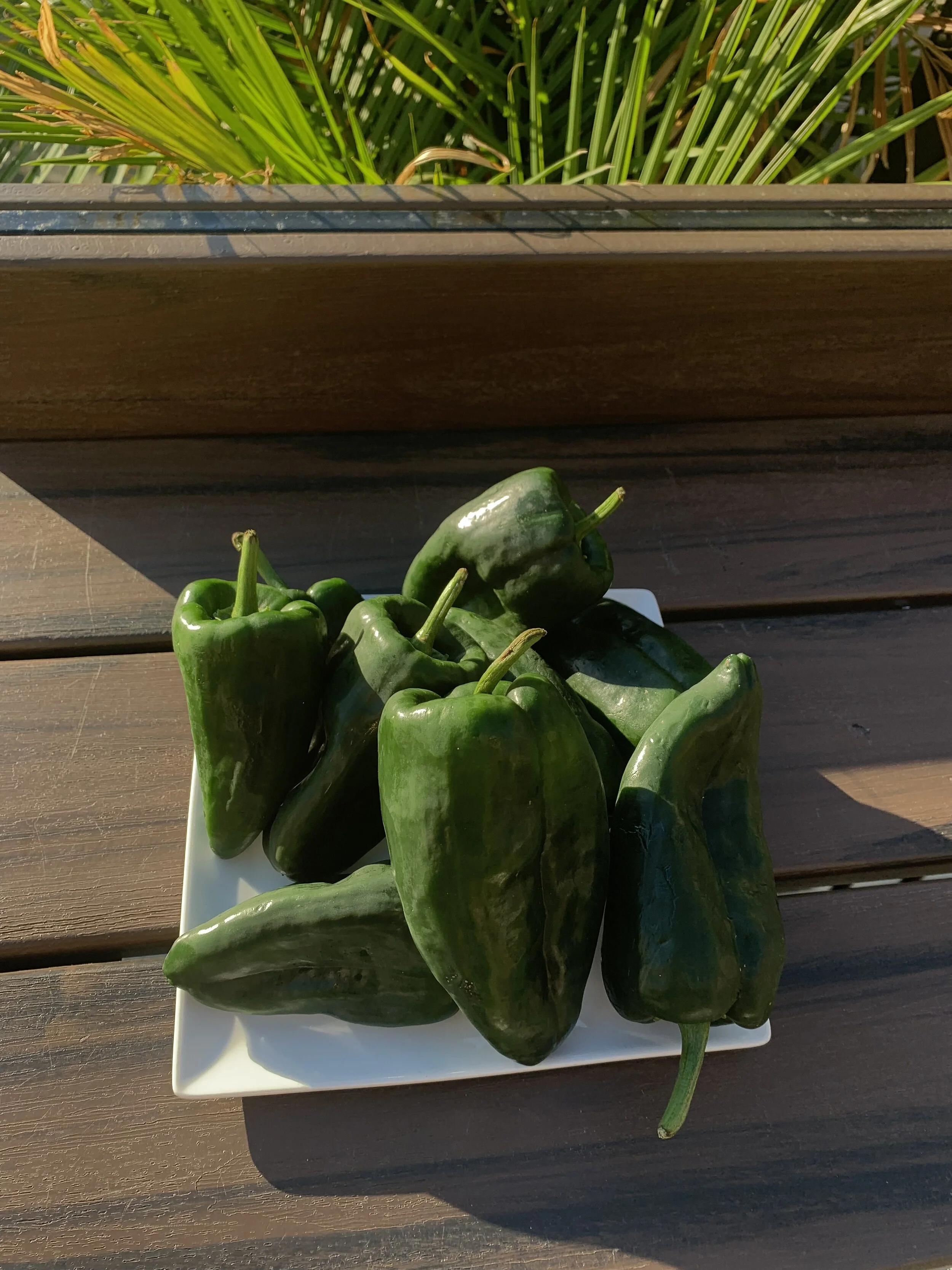 What Are Poblano Peppers? — Gotham Bagels