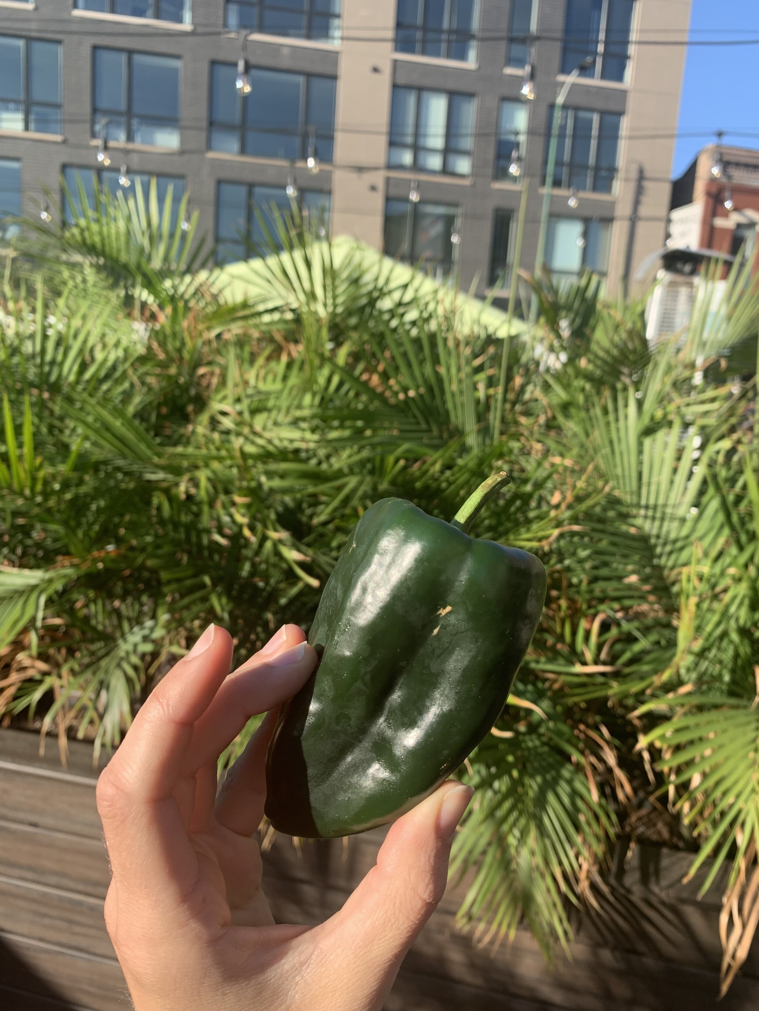 What Are Poblano Peppers? — Gotham Bagels