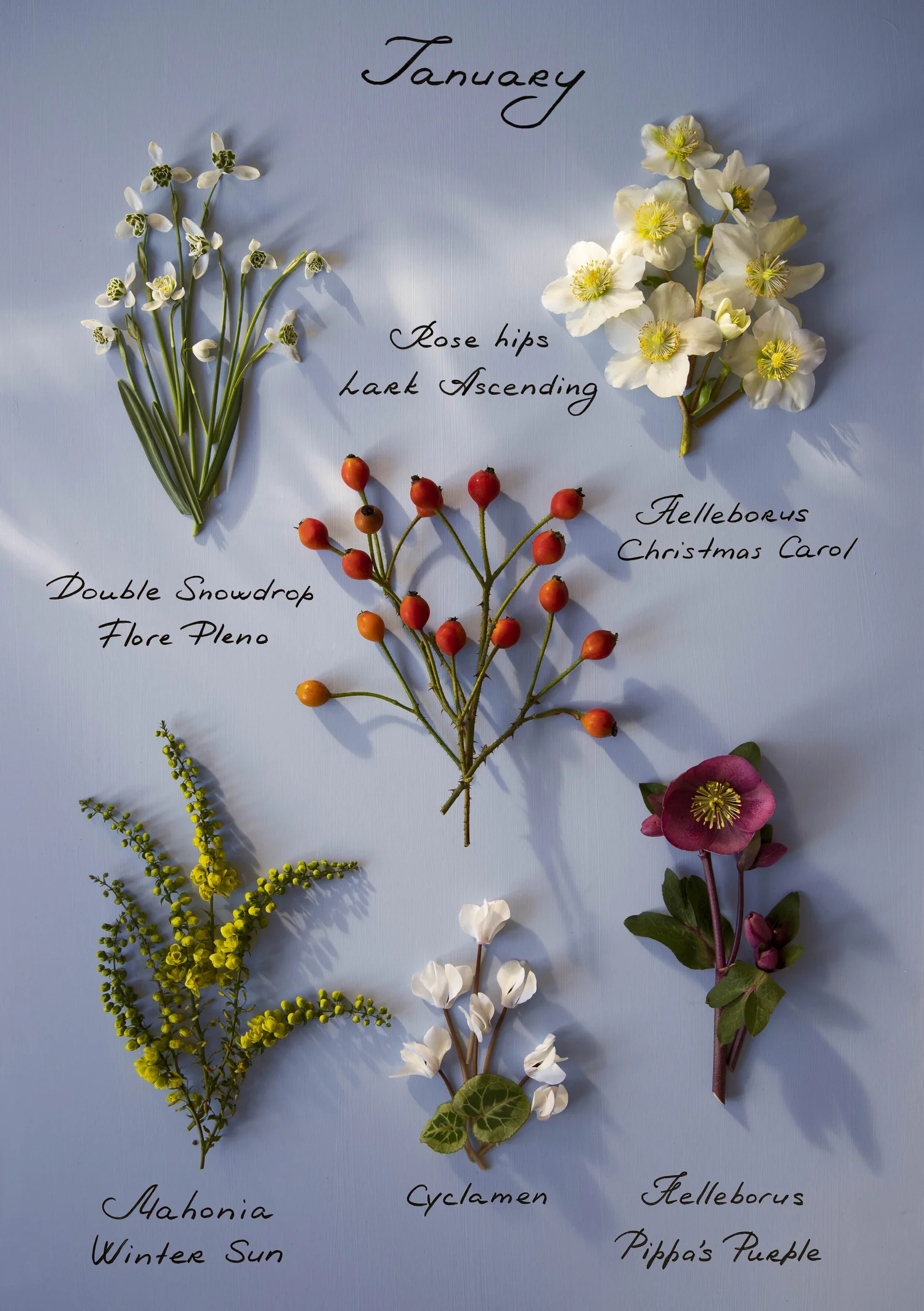 Shop — LONDON BLOOMS