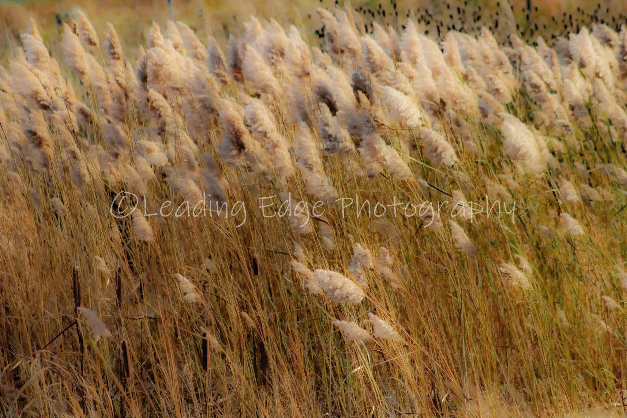 Leading Edge Photography