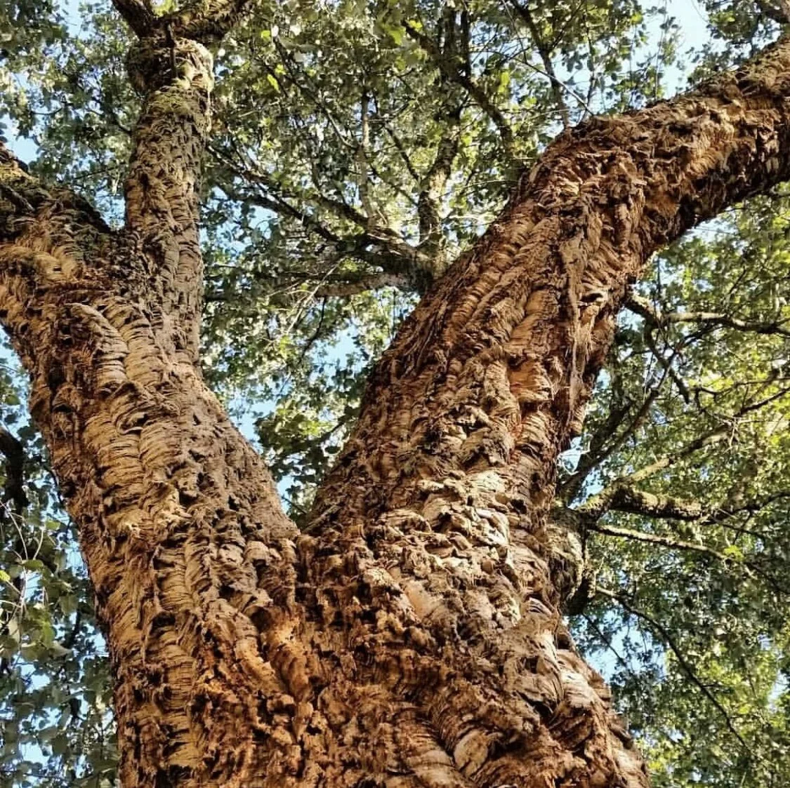 ECOrk America -Acadiana Cork & Coating