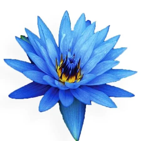 Blue Lotus Flower White Background