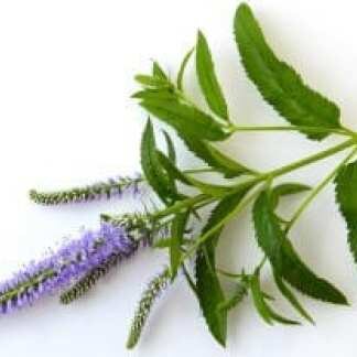 Melissa Essential Oil — Sun Pure Botanicals