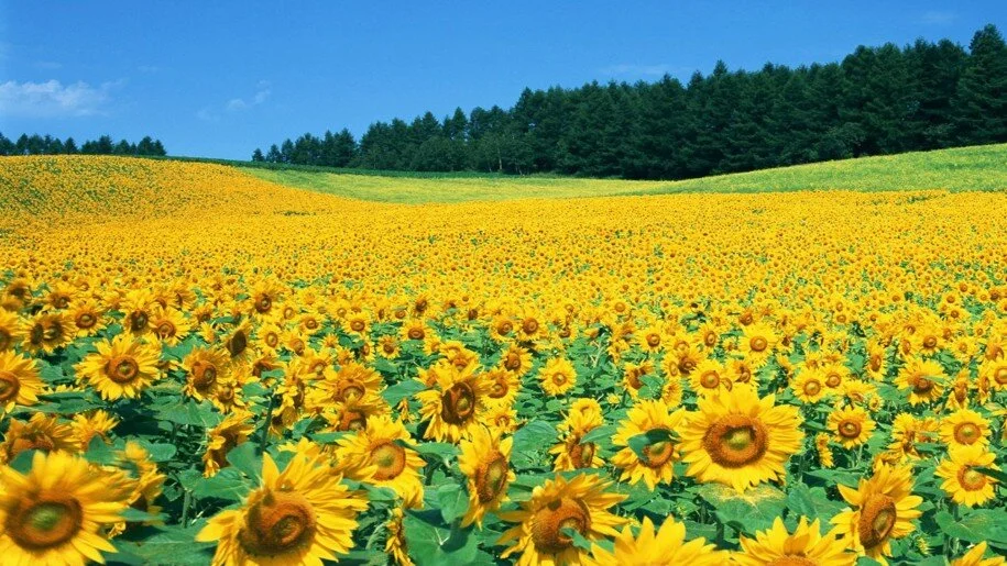 Sun Pure Botanicals