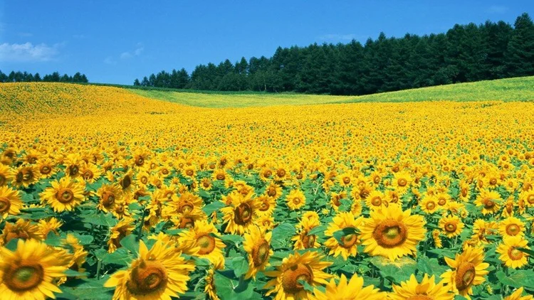 Sun Pure Botanicals