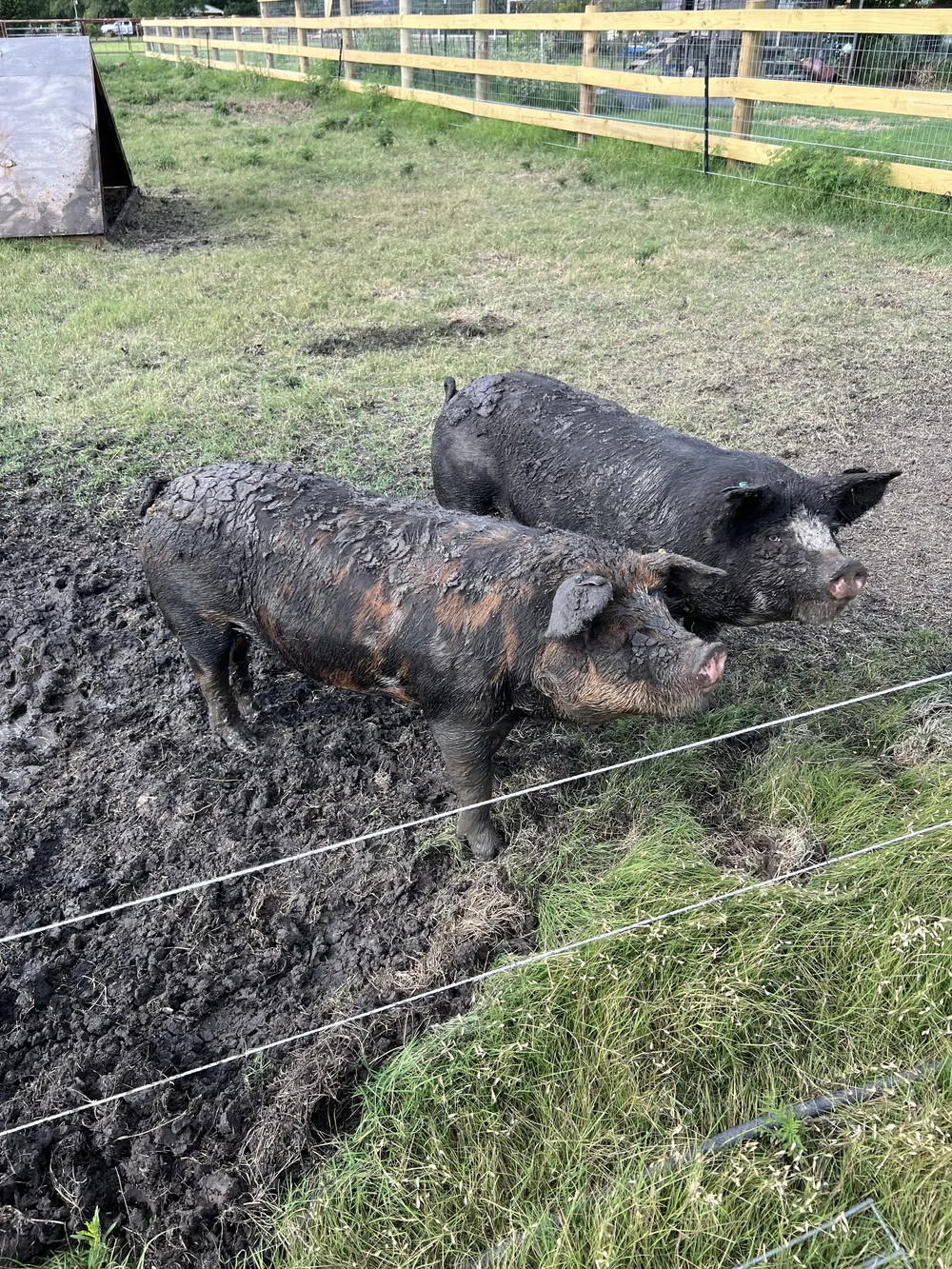 Farm Pigs! — Elmwood Farm