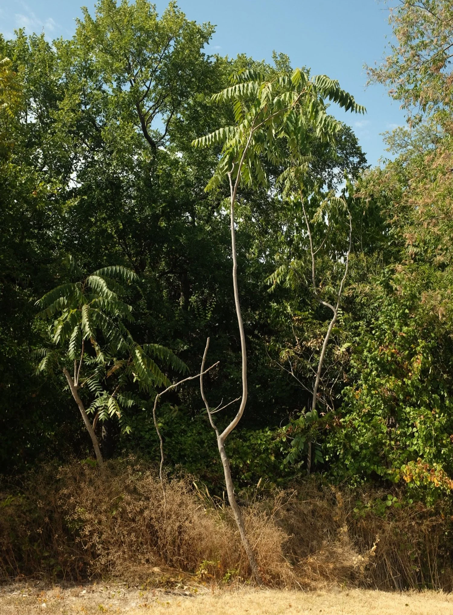 Tree-of-heaven …not so fast. — Elmwood Farm