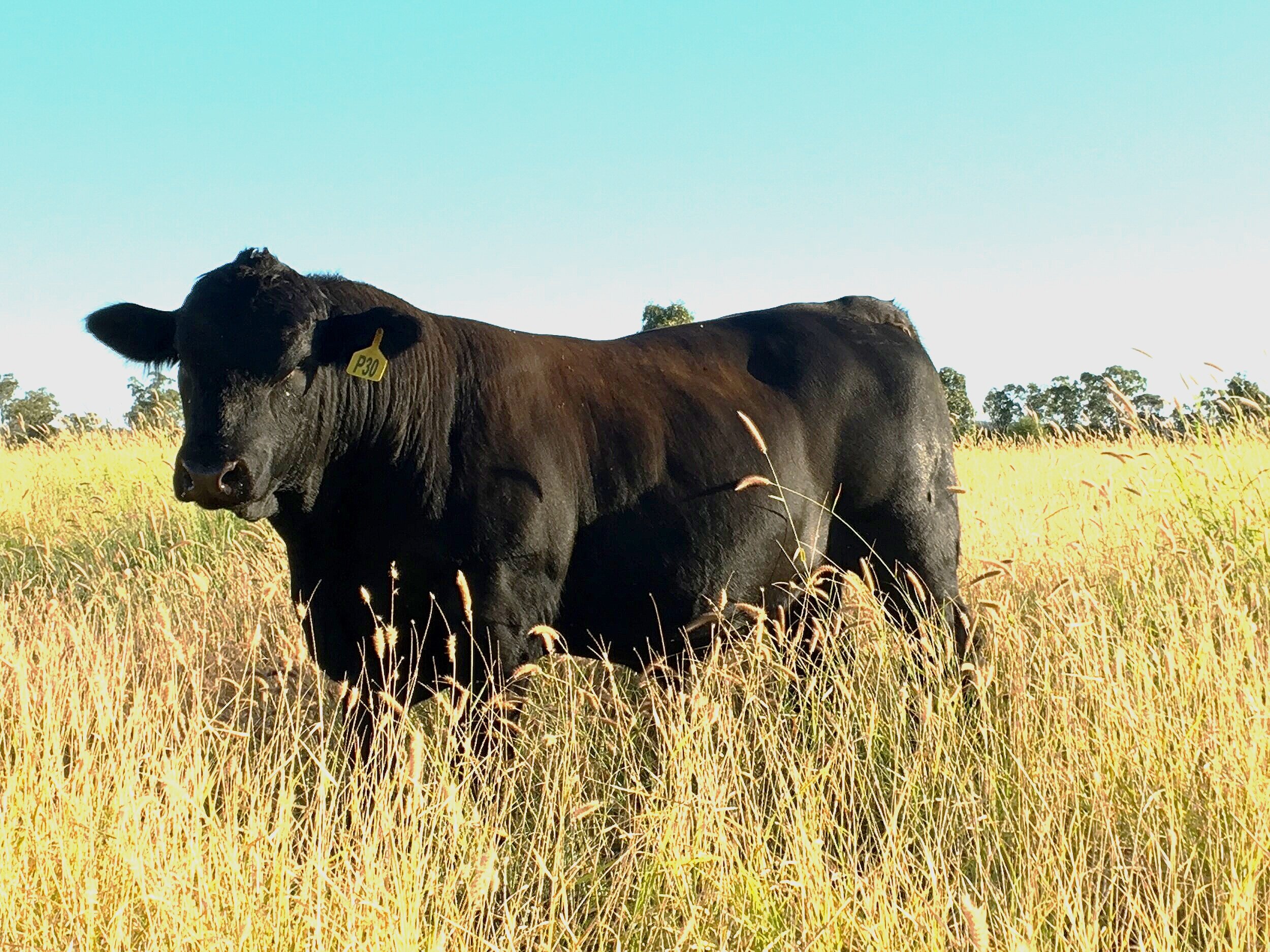 Fairview Black Simmentals