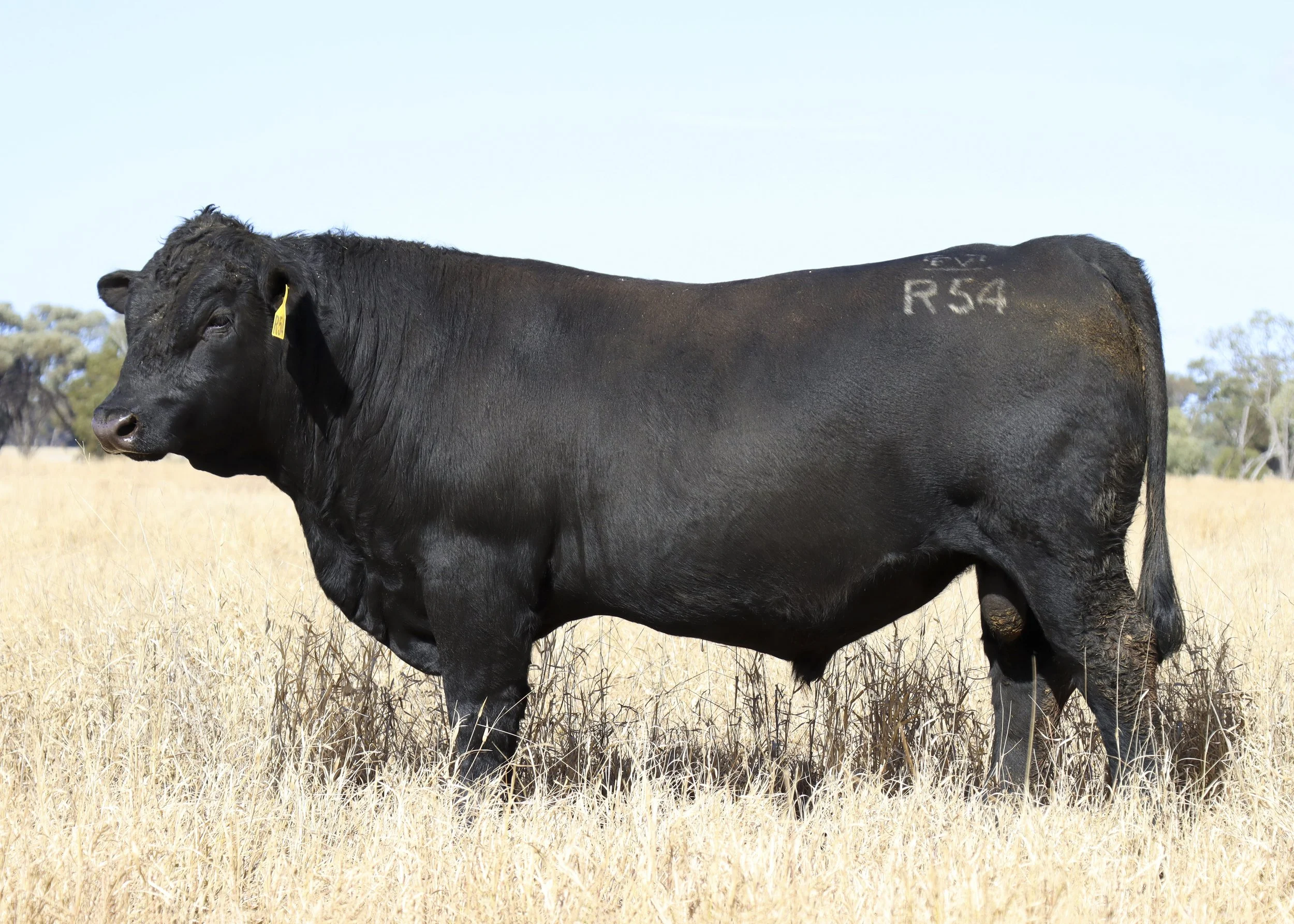 2022 Sale — Fairview Black Simmentals