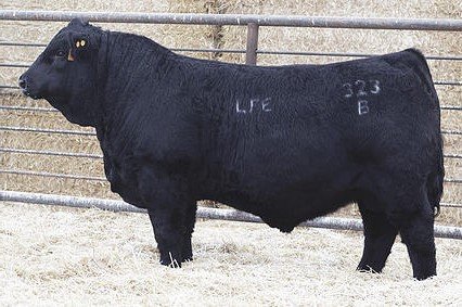 Sires — Fairview Black Simmentals