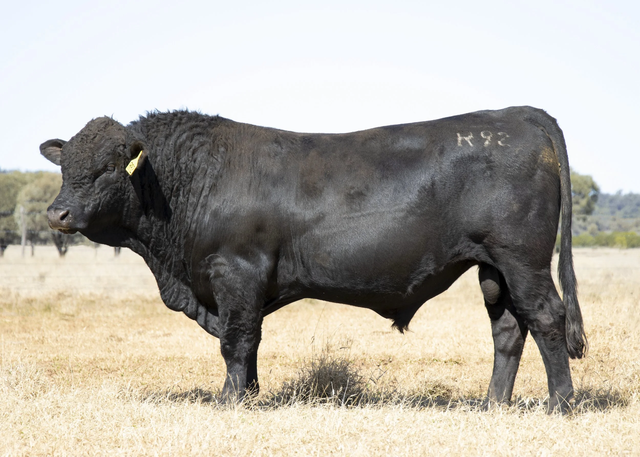 2022 Sale — Fairview Black Simmentals