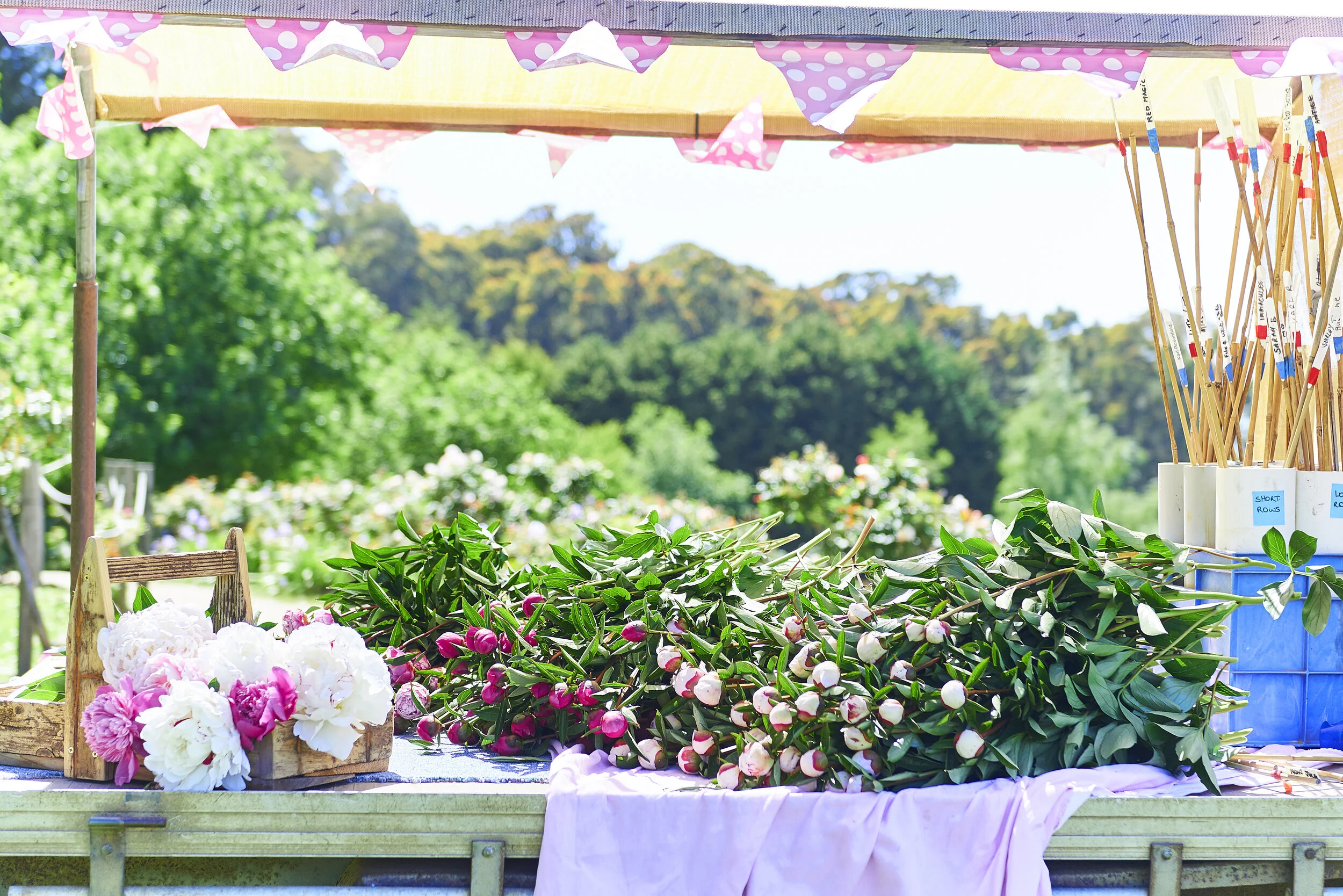 Peony Picking Days — Romswood Peony Farm