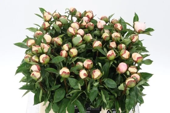 Shop — Romswood Peony Farm