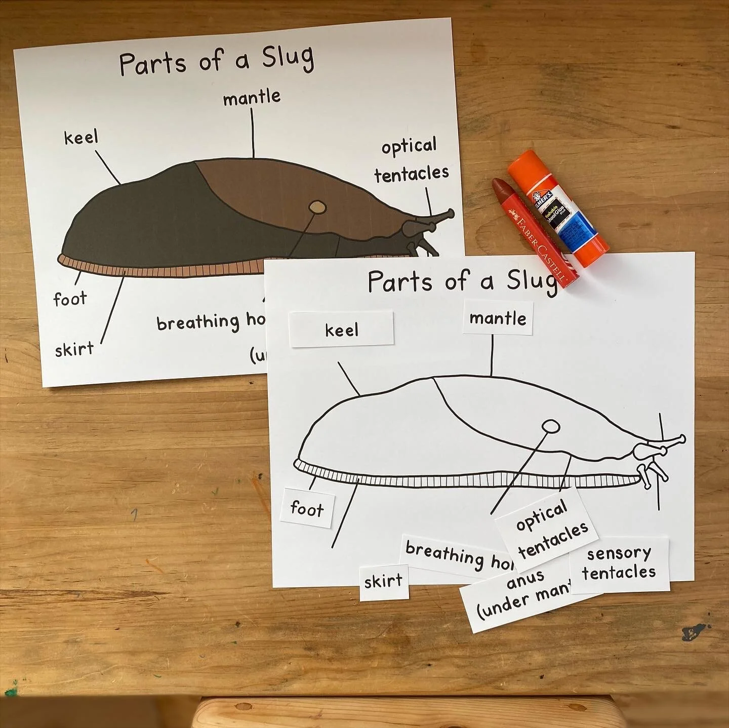 Parts of a Slug Poster and Activity — Crafting Your Classroom