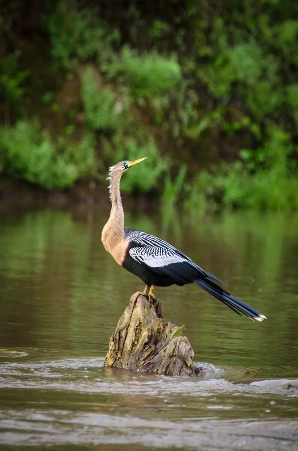 Pajareo para principiantes: guía, herramientas e información práctica ...