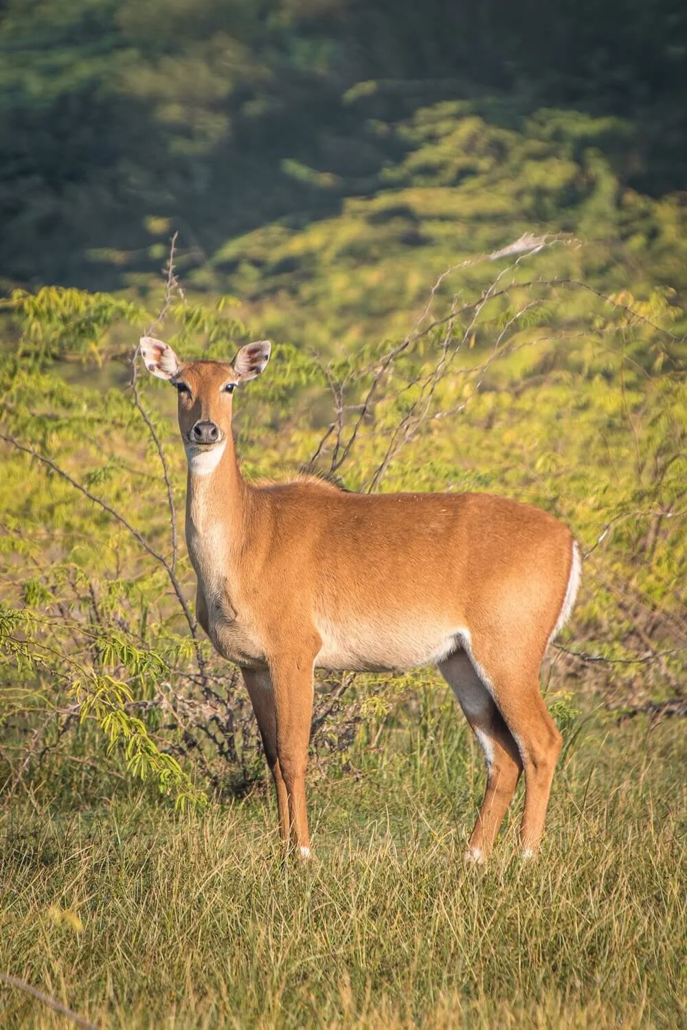 Turismo rural cerca de Jaipur: Amber, Pushkar y Sambhar — Don Viajes