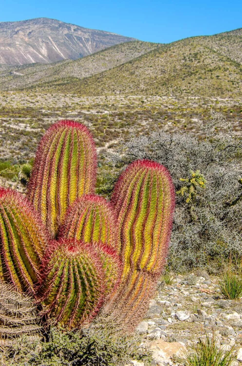 Cabuches potosinos: la flor comestible del desierto — Don Viajes