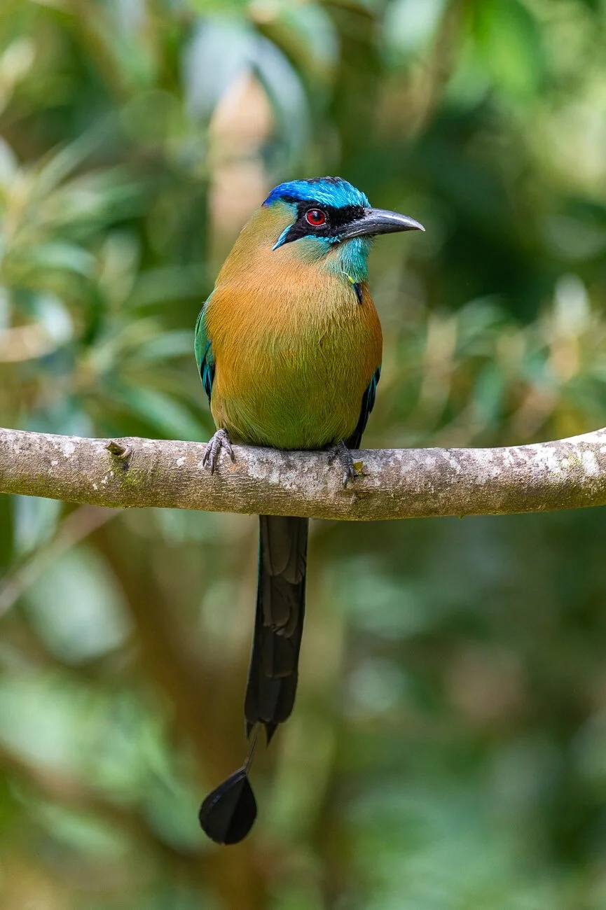 Reserva Savia y Hotel Belmar: turismo sostenible en Monteverde — Don Viajes