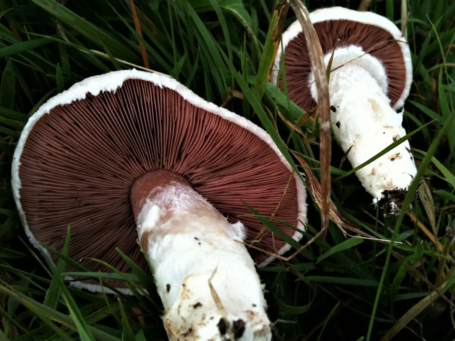 Agaricus Campestris