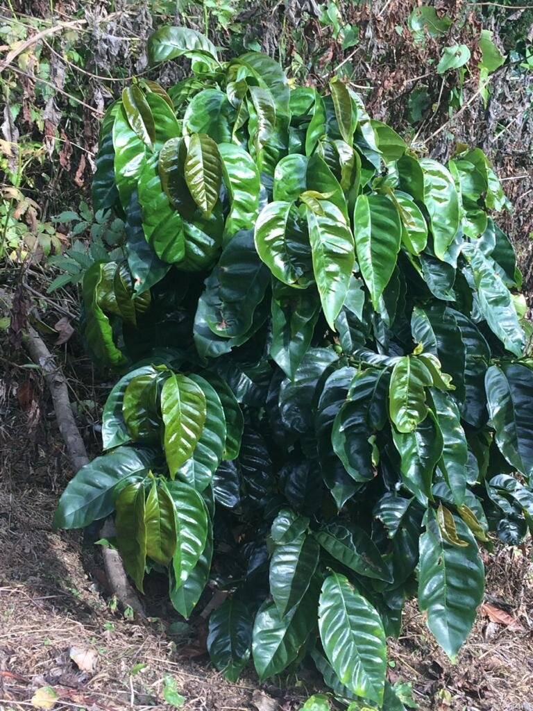 Pacamara — K&R Specialty Coffee