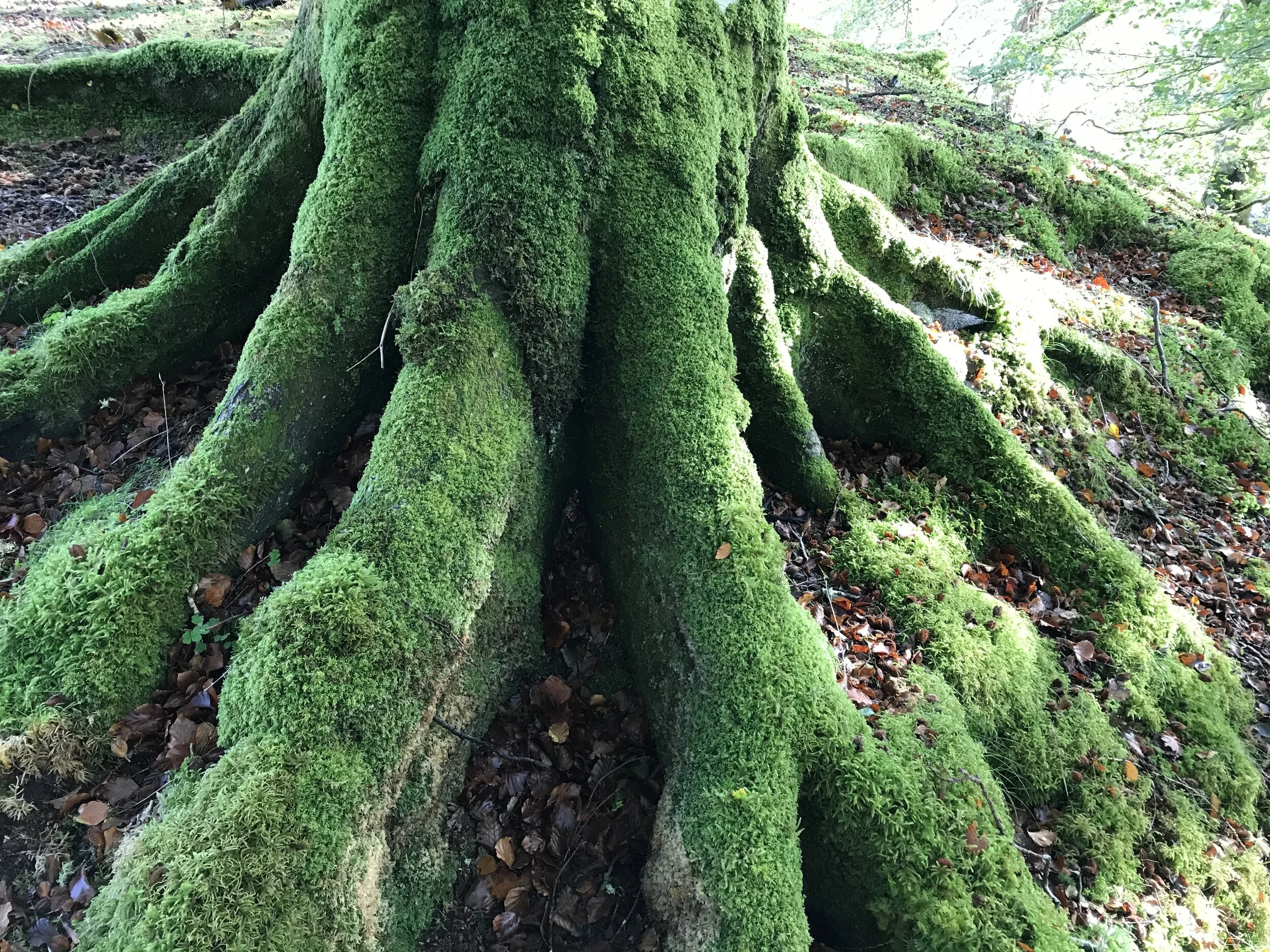 Forest Bathing — Isabel McLeish