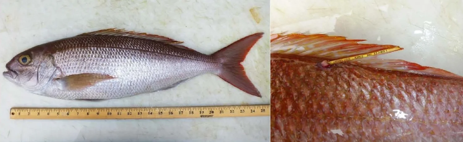 Pacific Island Fisheries Group