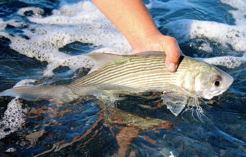 Pacific Islands Fisheries Group